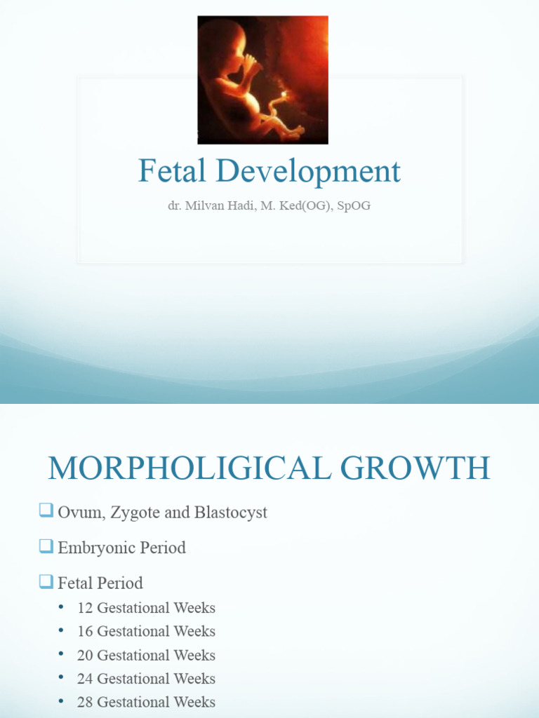 3.2.2 Fetal Development | PDF | Urinary System | Fetus