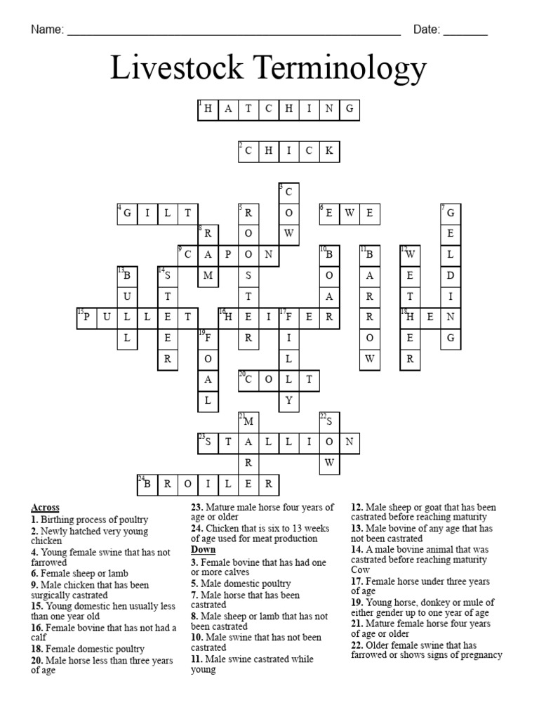 Livestock Terminology Answer Key | PDF | Cattle | Sheep