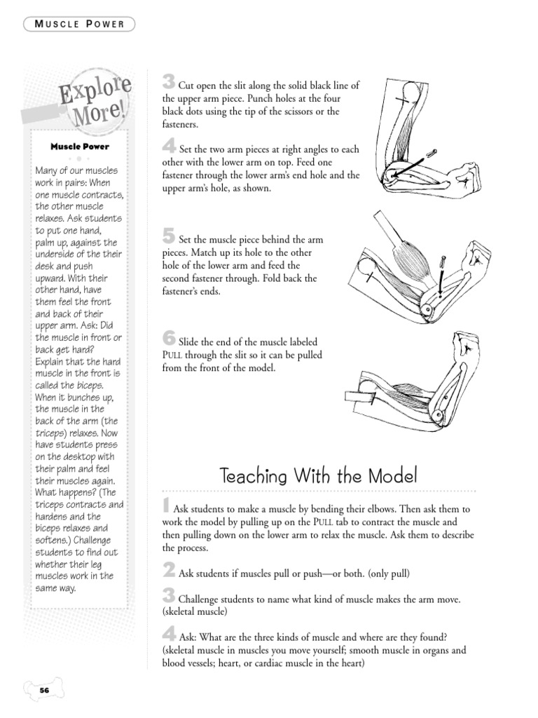 Muscle Model Activity Guide | PDF | Arm | Muscle