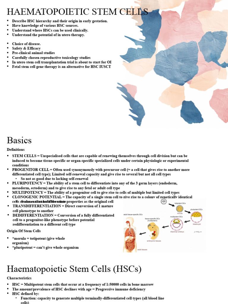 4.1 Haematopoietic Stem Cells | PDF | Hematopoietic Stem Cell | Haematopoiesis