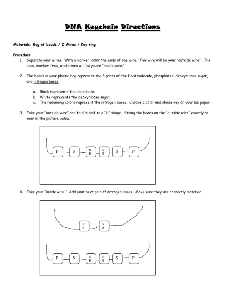 DNA Keychain Directions | PDF | Dna | Molecular Genetics
