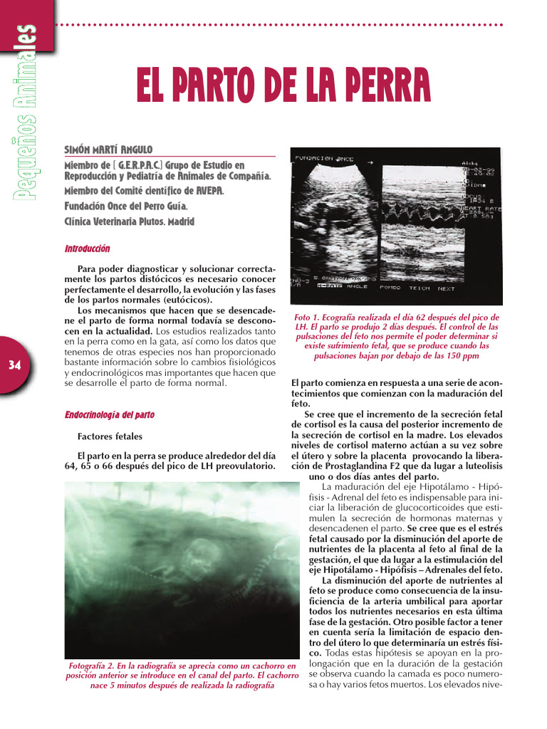 Anatomía de la placenta en perras | PDF | Parto | Feto
