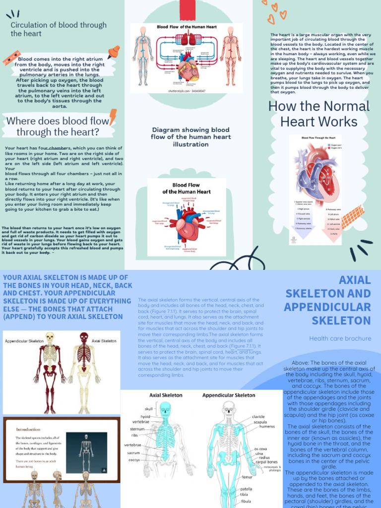 Blood Flow in The Heart PDF | Download Free PDF | Heart | Blood