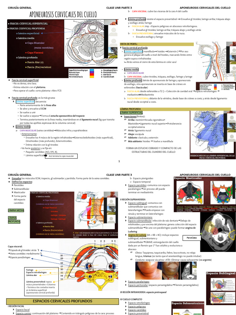 Aponeurosis de Cabeza y Cuello | PDF | Sistema musculoesquelético ...
