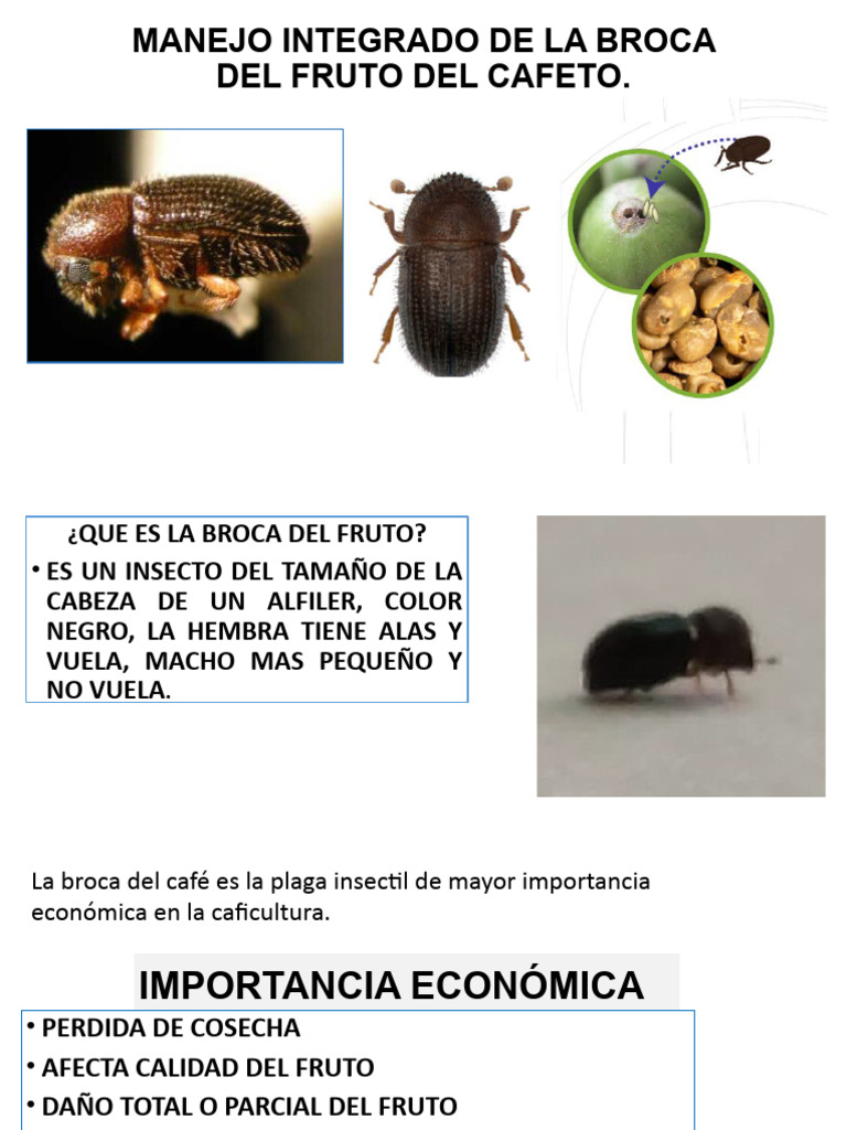 Control Integrado de Broca del Café | PDF | café | Control biológico de ...