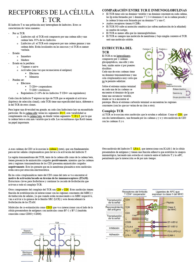 1.receptores de La Célula T | PDF | Célula T | Linfocitos