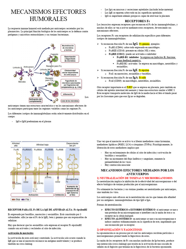 Mecanismos de Defensa Humoral | PDF | Sistema complementario | Anticuerpo