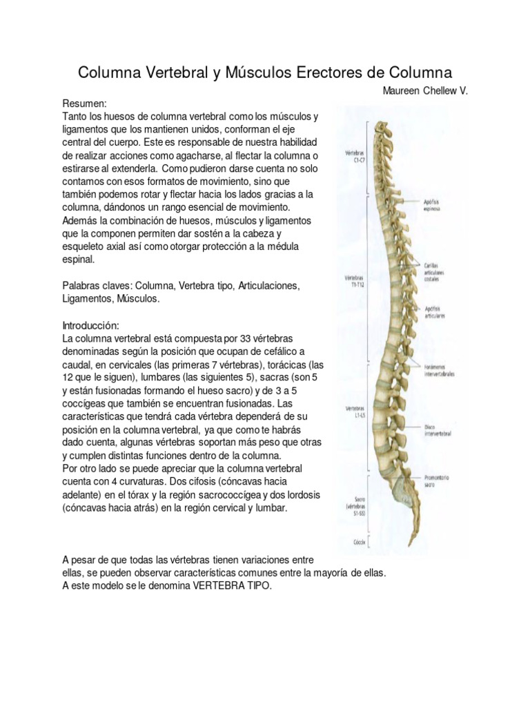 Apunte de Columna | PDF | Vértebra | La columna vertebral