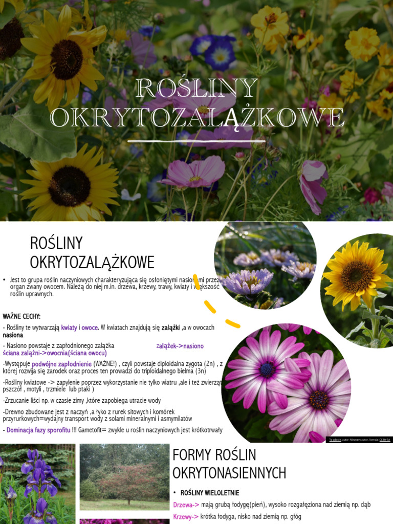 ROS - LINY-OKRYTOZALA - Z - KOWE - PDF Filename UTF-8''ROŚLINY-OKRYTOZALĄŻKOWE | PDF