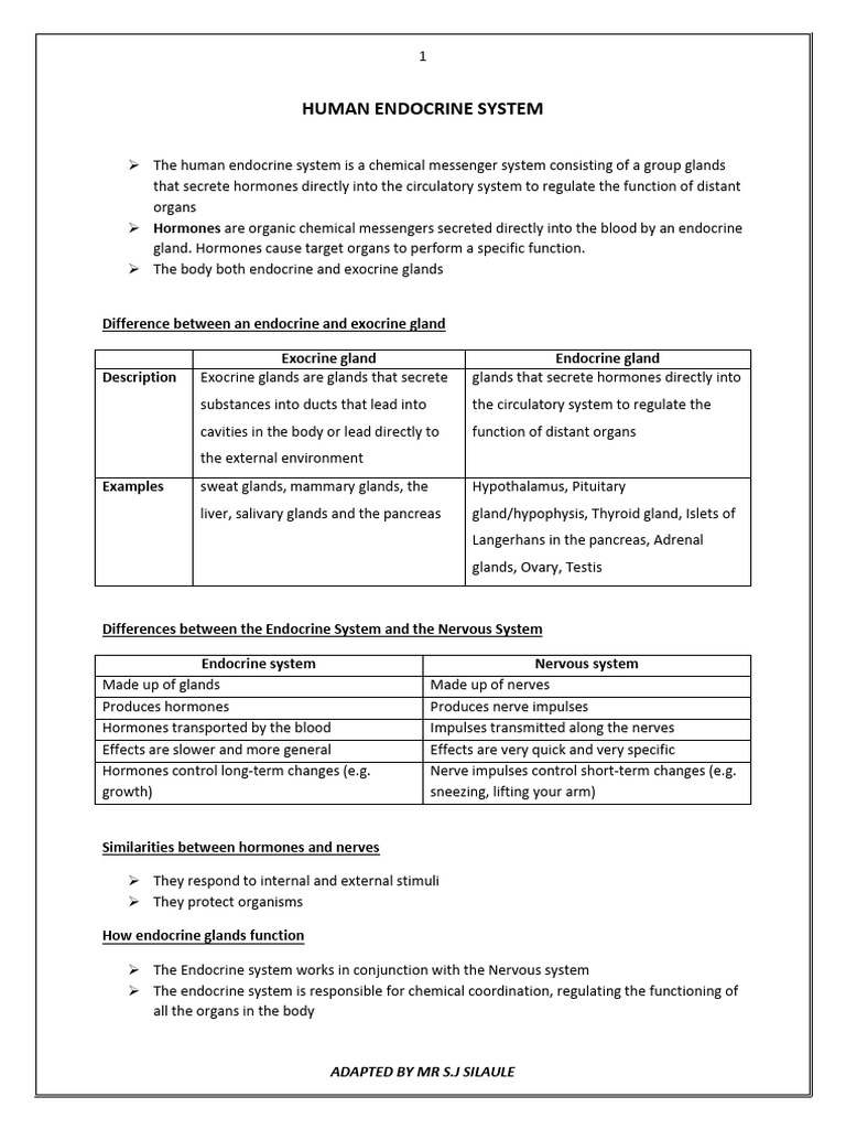 Human Endocrine Notes 2019 | PDF | Endocrine System | Thyroid
