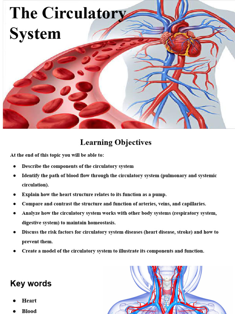 The Circulatory System | PDF | Blood Type | Heart Valve