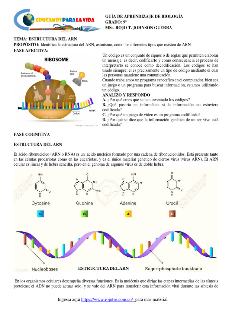 Estructura Del Arn | Descargar gratis PDF | Rna | Adn