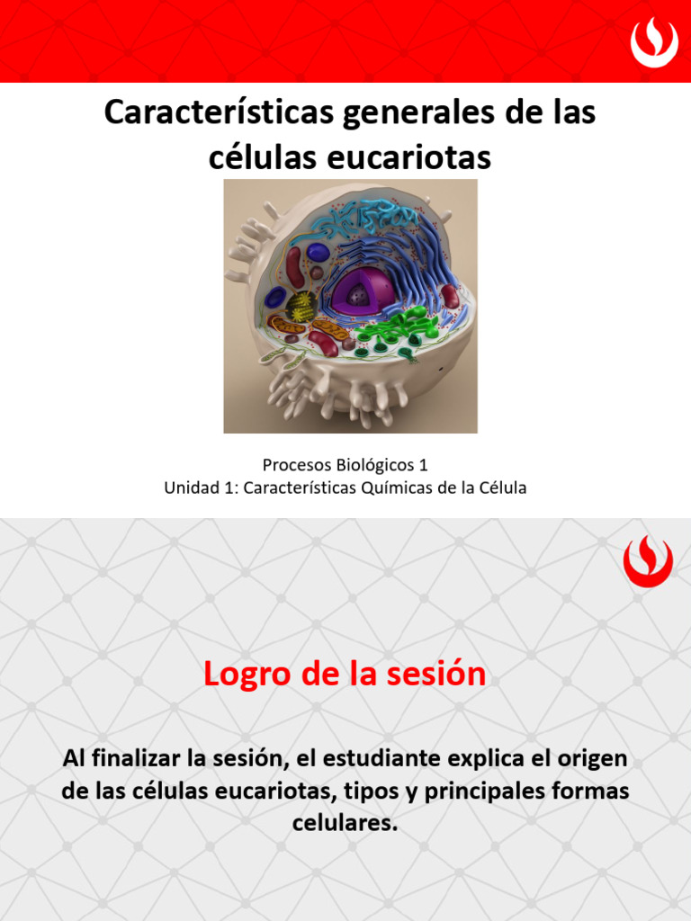 Te02 | PDF | Biología Celular) | Eucariotas