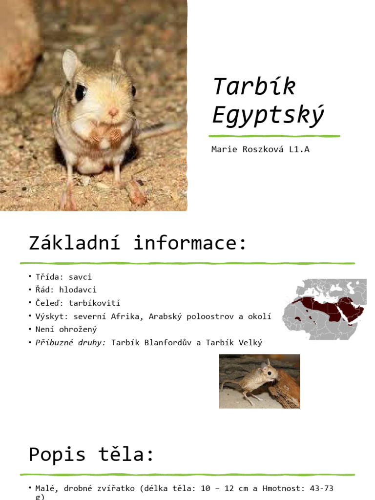 Tarbík Egyptský | PDF
