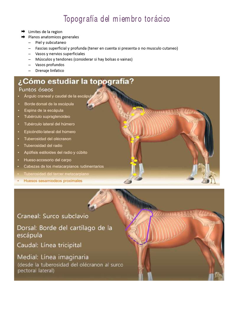 APO 3 Topografía del miembro torácico equino | Descargar gratis PDF ...