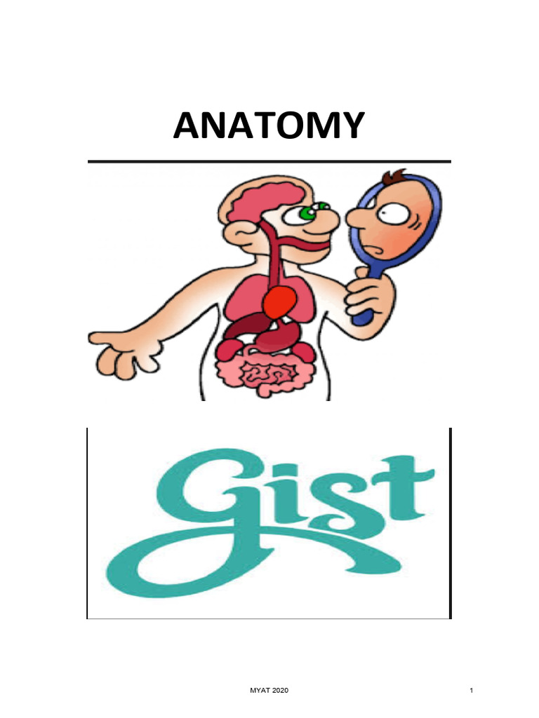 2020 Anatomy Gist | PDF | Pancreas | Stomach