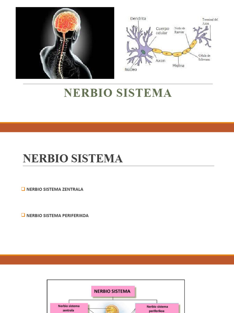 NEURO | PDF