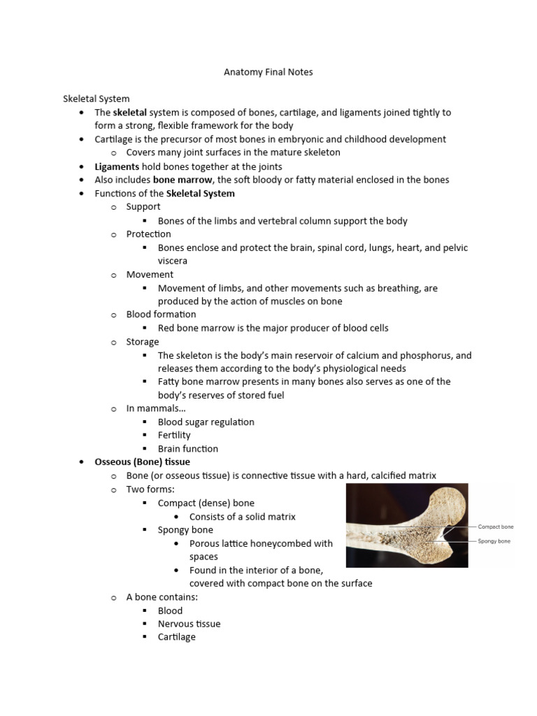 ANAT 1052 Skeletal System | PDF | Vertebra | Vertebral Column