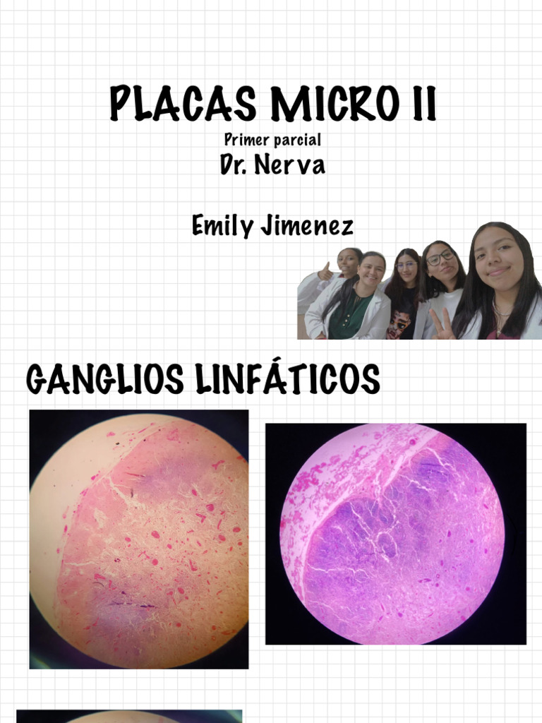 Micro II Primer Parcial Dr. Nerva | PDF | Riñón | Anatomia animal