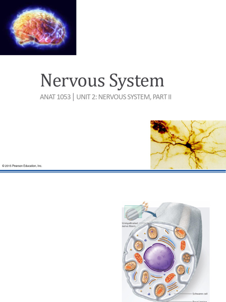 Anat 1053 Unit 2 Nervous System Part Ii Prof Lecture Fall 2021 Pdf Autonomic Nervous System
