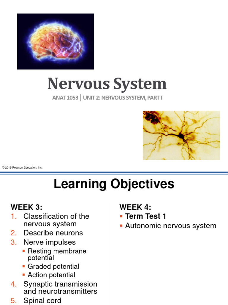 ANAT 1053 Unit 2 Nervous System Part 1 Prof Slides Fall 2021 | PDF ...