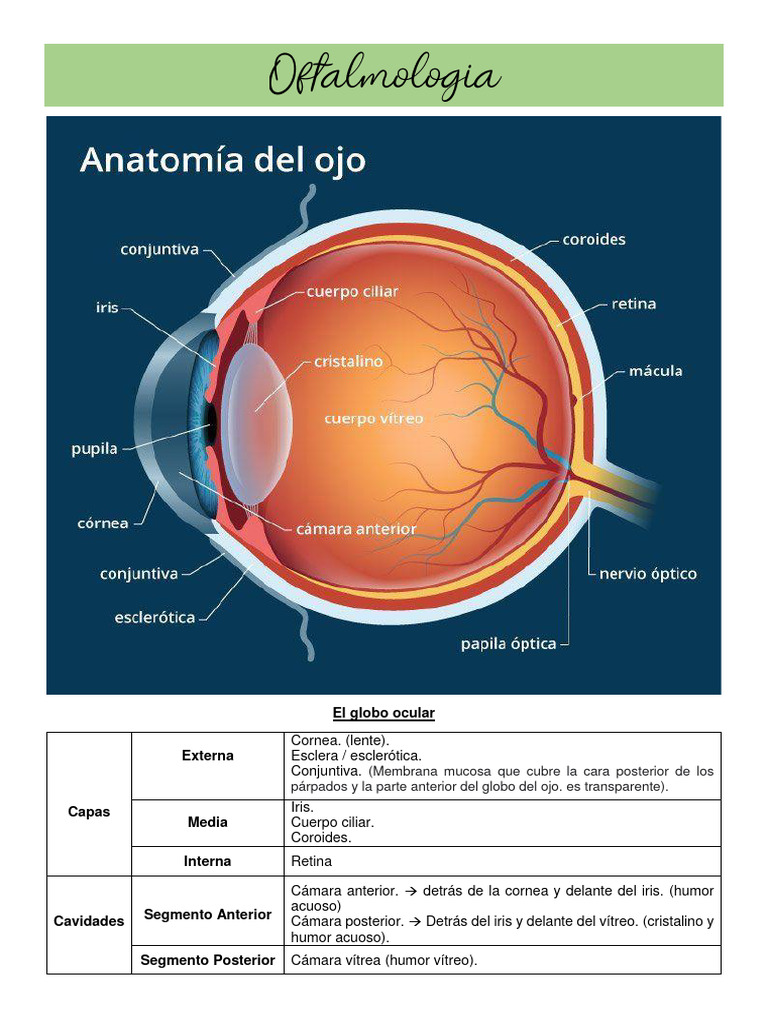 Anatomía de la Esclera y Cornea Ocular | PDF | Ojo humano | Córnea