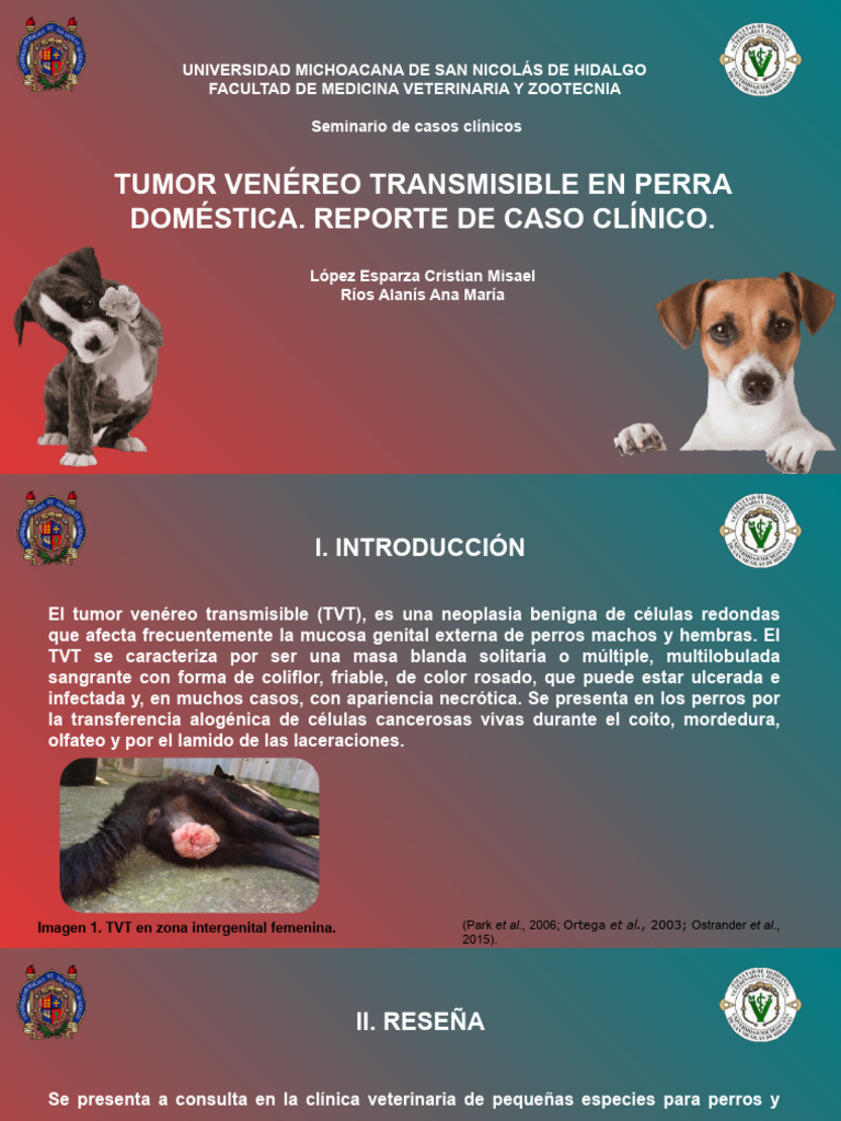 Tumor Venéreo Transmisible en Perra Doméstica. Reporte de Caso Clínico ...