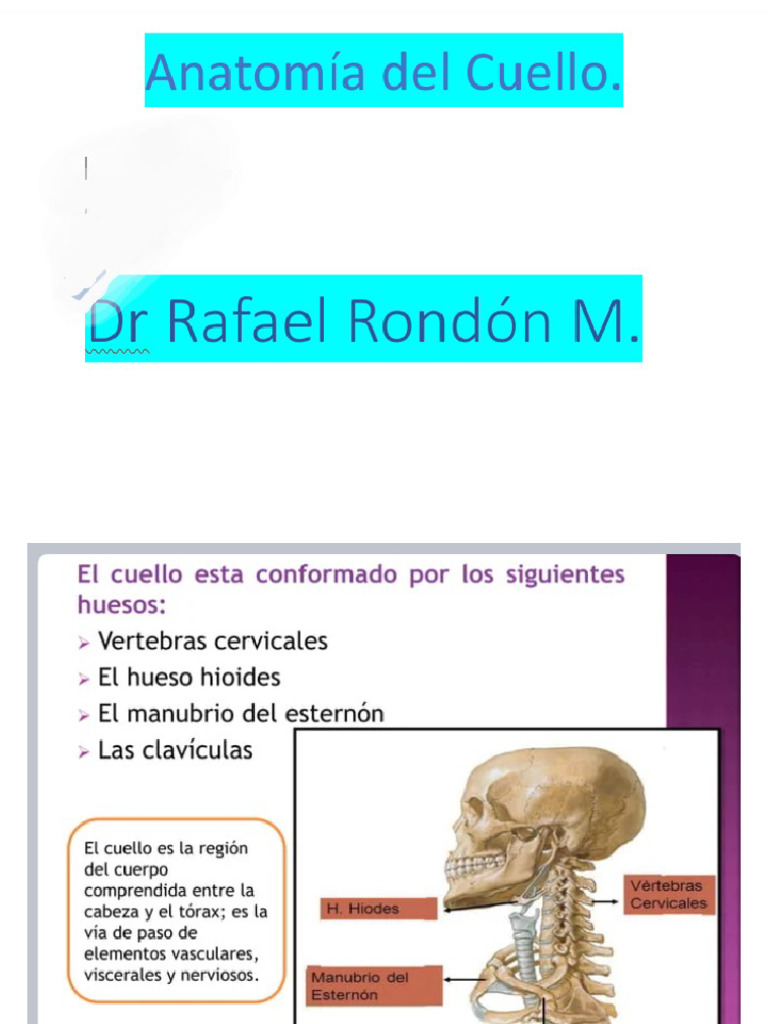 Anatomía de Cuello 1 | PDF