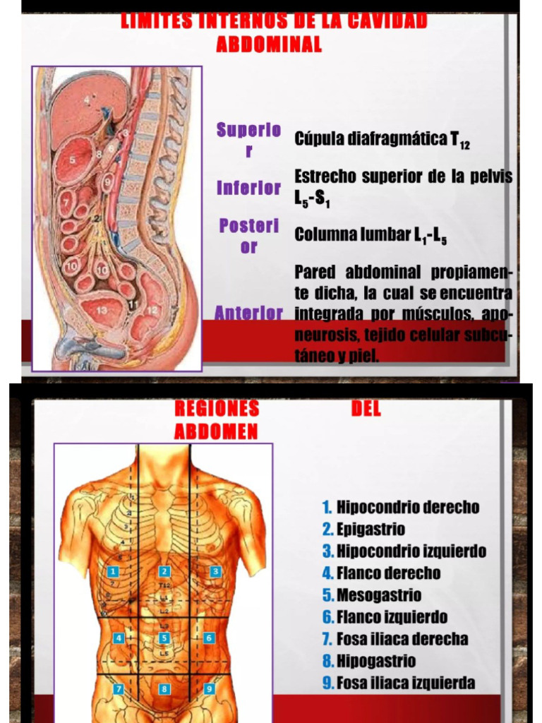 Anatomia Abdomen | PDF