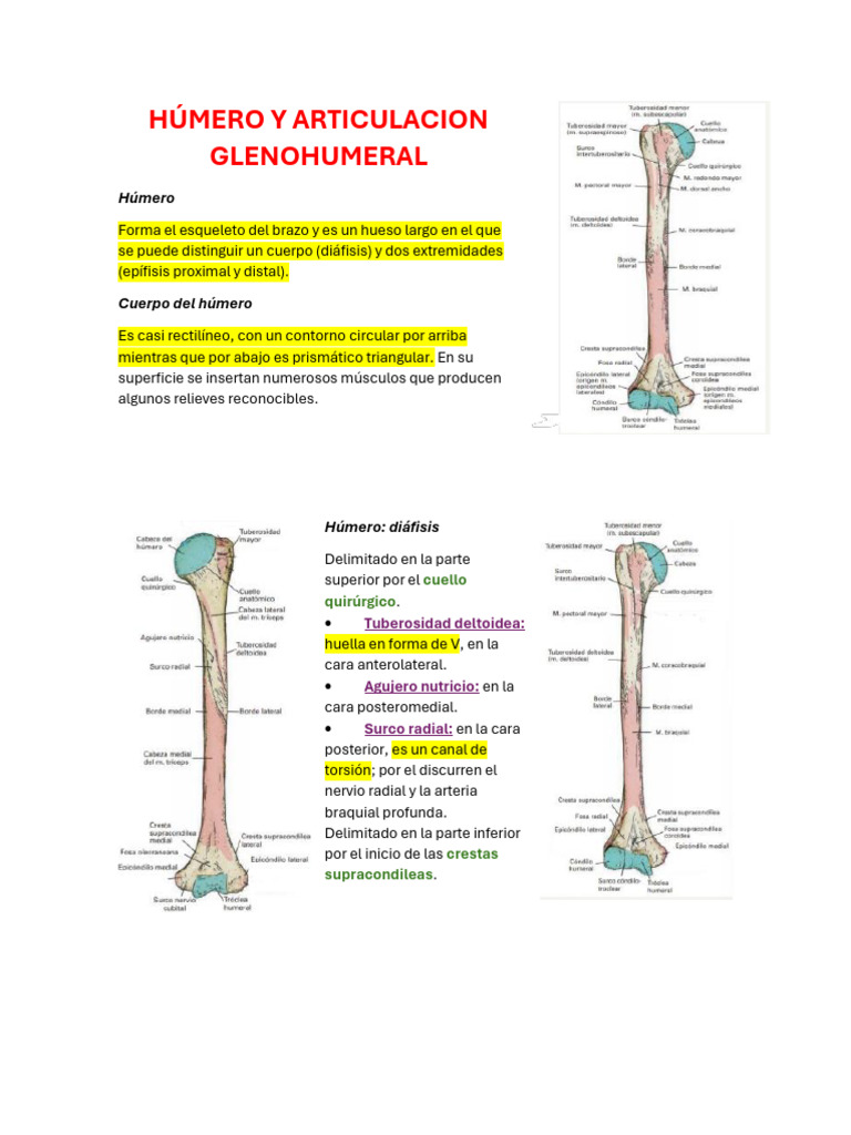 Humero Glenohumeral | PDF | Sistema musculoesquelético | Extremidades ...