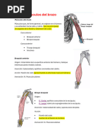 Músculos del Codo: Flexores y Pronadores | PDF | Codo | Mano