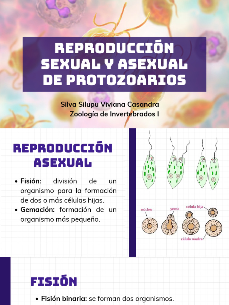 Reproducción Sexual y Asexual | PDF