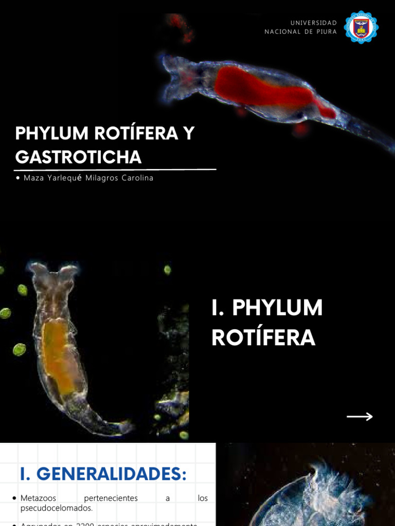 Phylum Rotífera y Gastroticos | Descargar gratis PDF | Sistema digestivo humano | Digestión