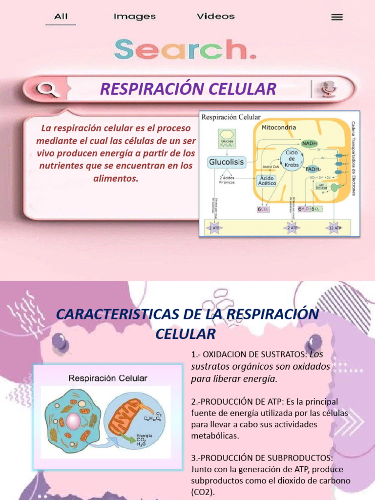 Características de la Respiración Celular | PDF | Respiración celular ...