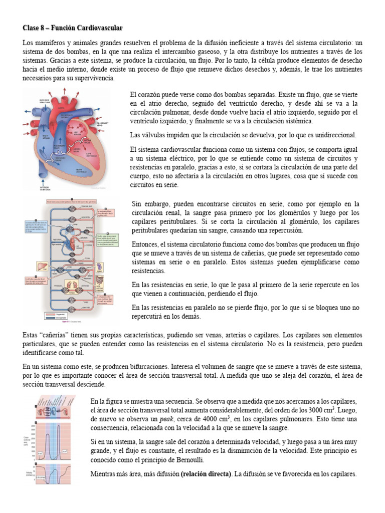 Clase 8 - Función Cardiovascular | PDF | Sistema circulatorio | Músculo