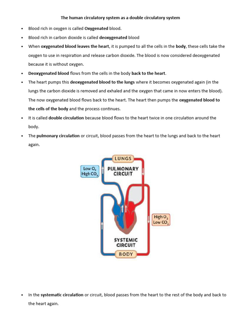 Circulation Notes 2B - The Heart | PDF | Atrium (Heart) | Ventricle (Heart)