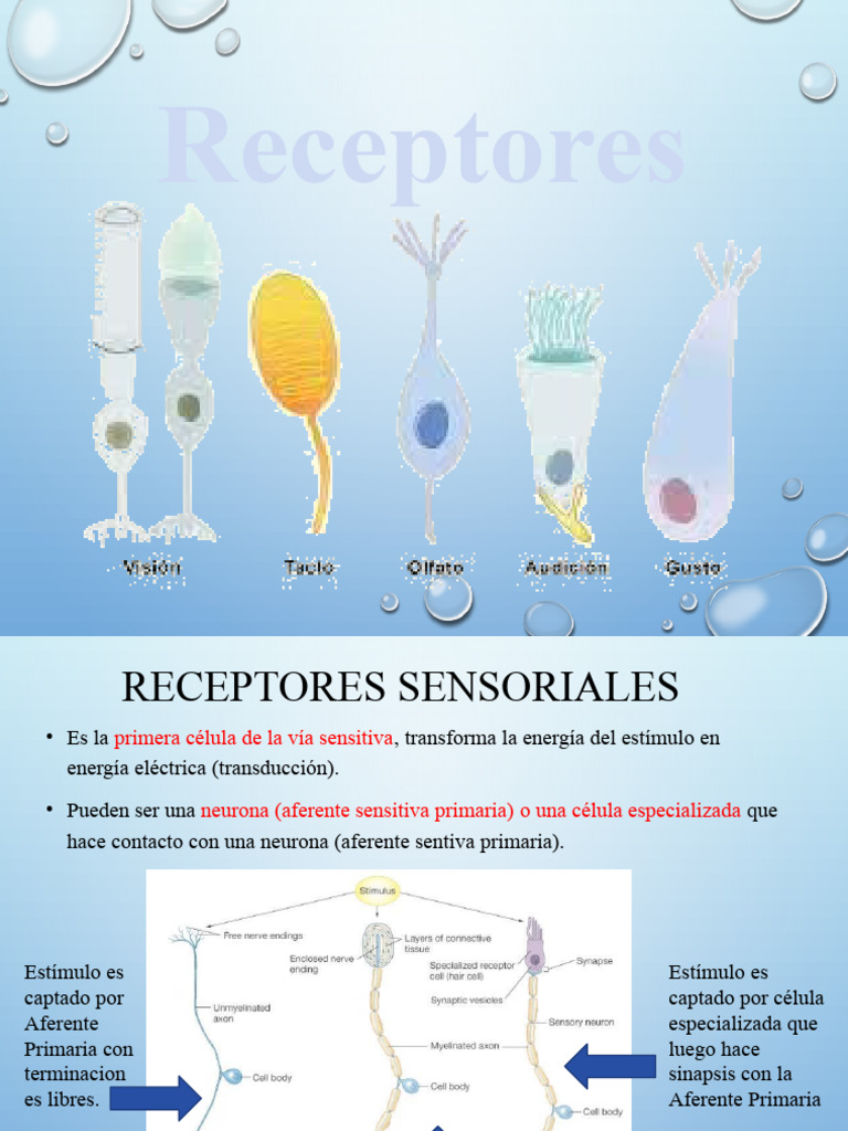 Tipos y Funciones de Receptores Sensoriales | PDF | Sentidos | Gusto