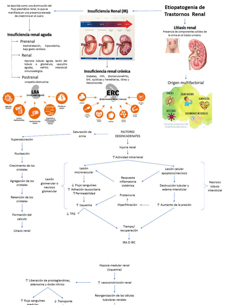 Fisiopatologia 2 U2 | PDF | Riñón | Enfermedad renal crónica