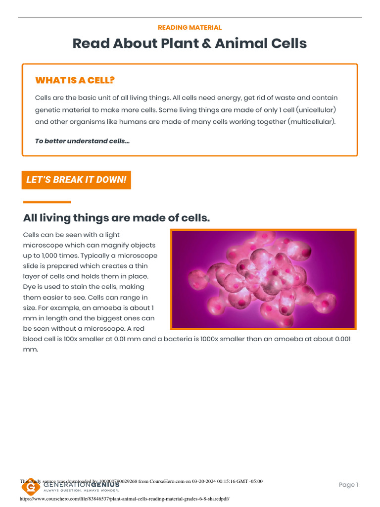 Understanding Plant and Animal Cells | PDF | Cell (Biology) | Organelle