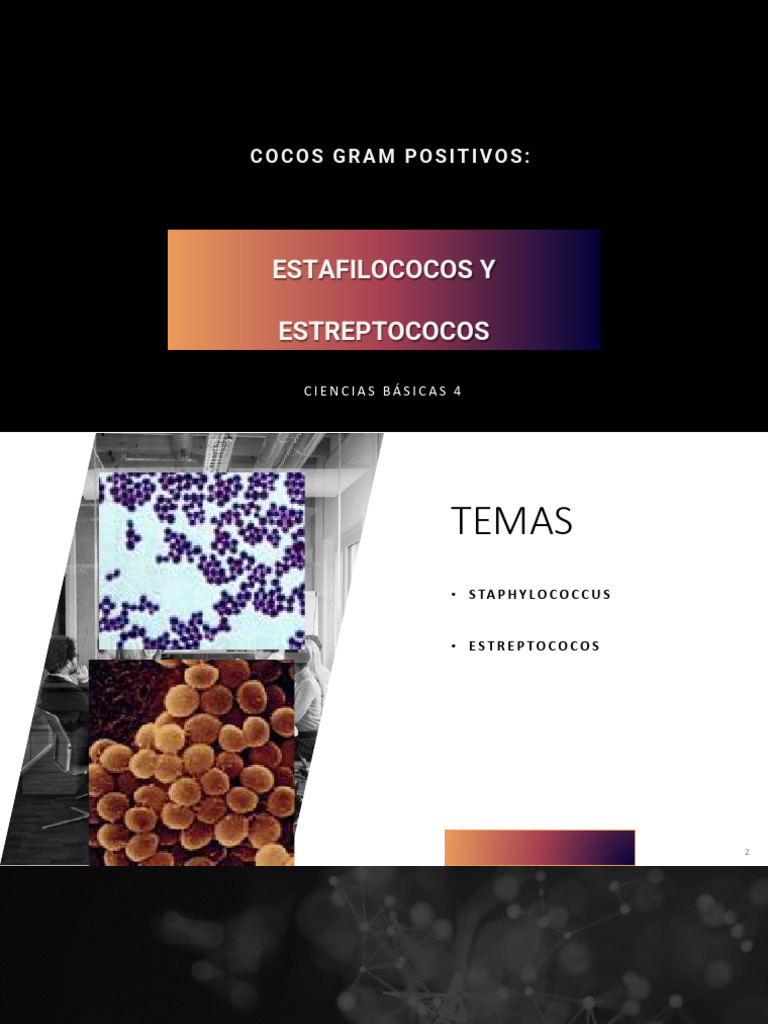 Cocos Gram Positivos | PDF | Staphylococcus Aureus | Estreptococo