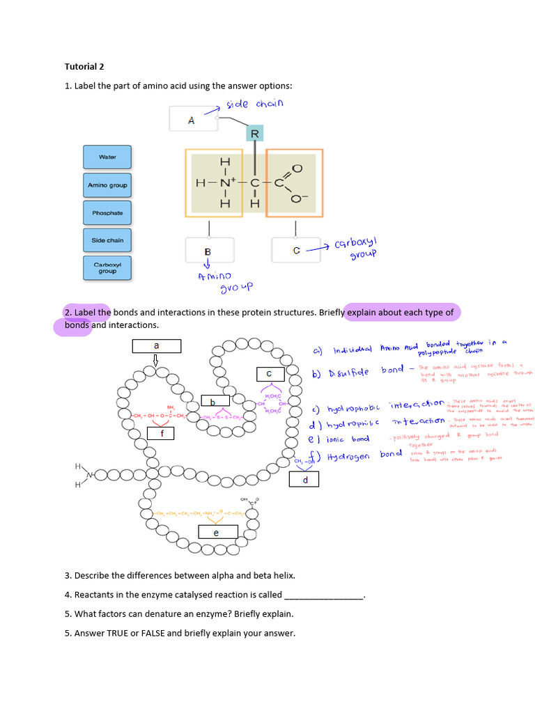 Tutorial 2 | PDF | Hormone | Enzyme