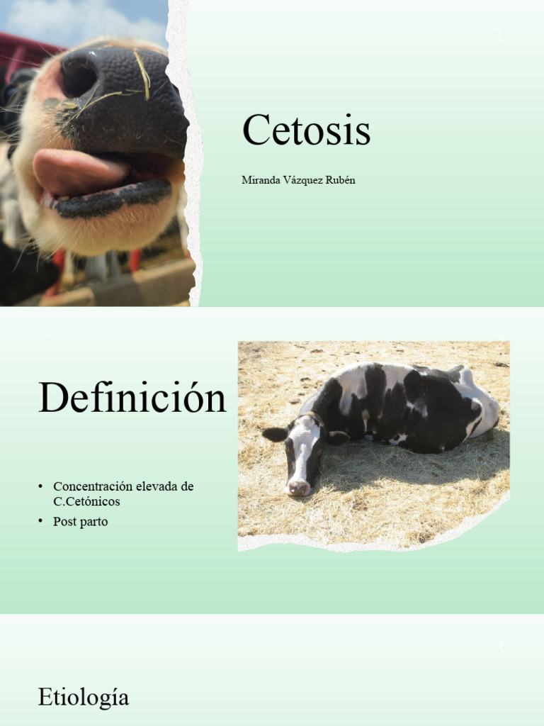 Cetosis en vacas: diagnóstico y control | PDF | Cetosis | Vacas
