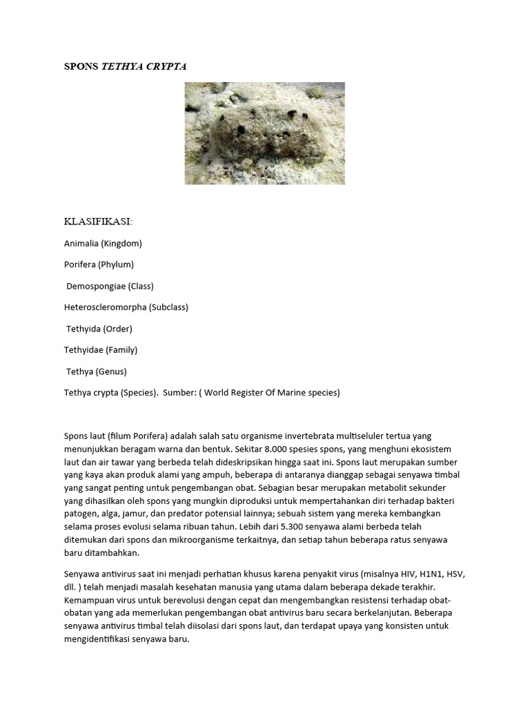 Salin3-SPONS TETHYA CRYPTA JURNALFARKEL RIFKA | PDF