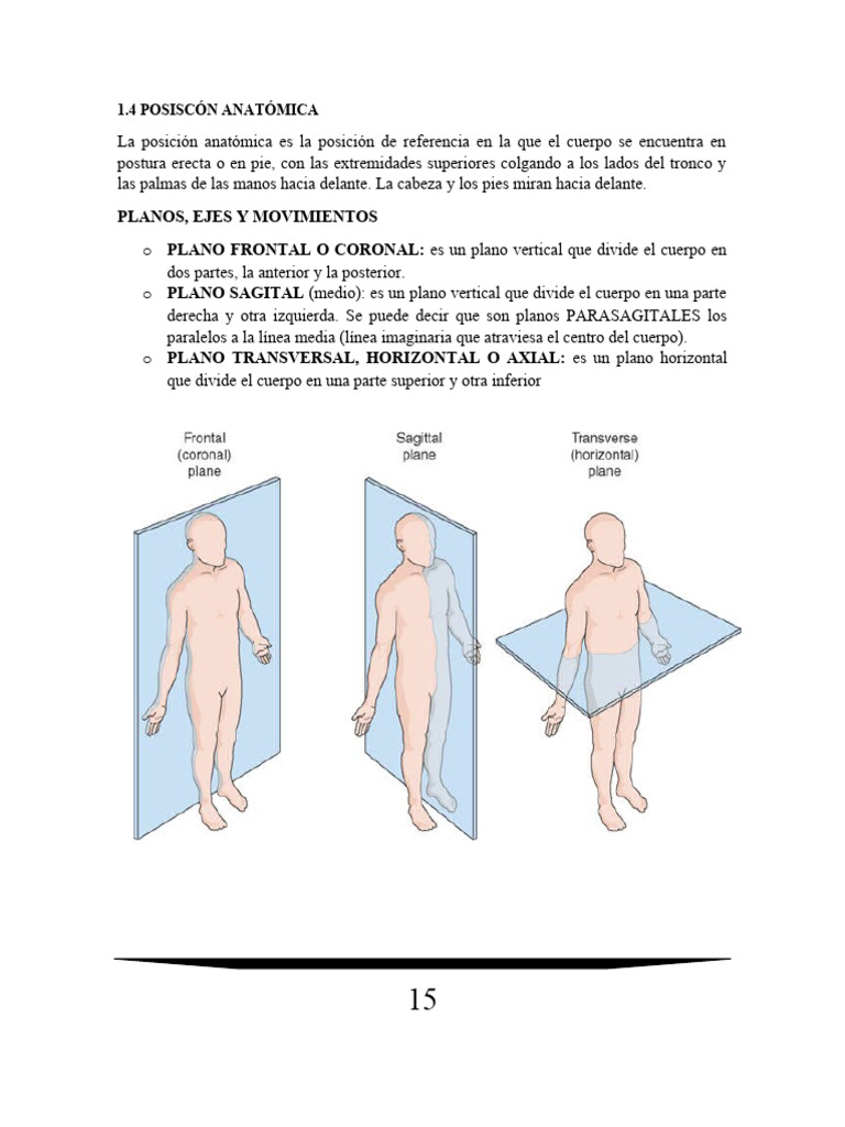 2do Bach Anatomia Semana 3 | PDF | Términos anatómicos de ubicación | Anatomía humana