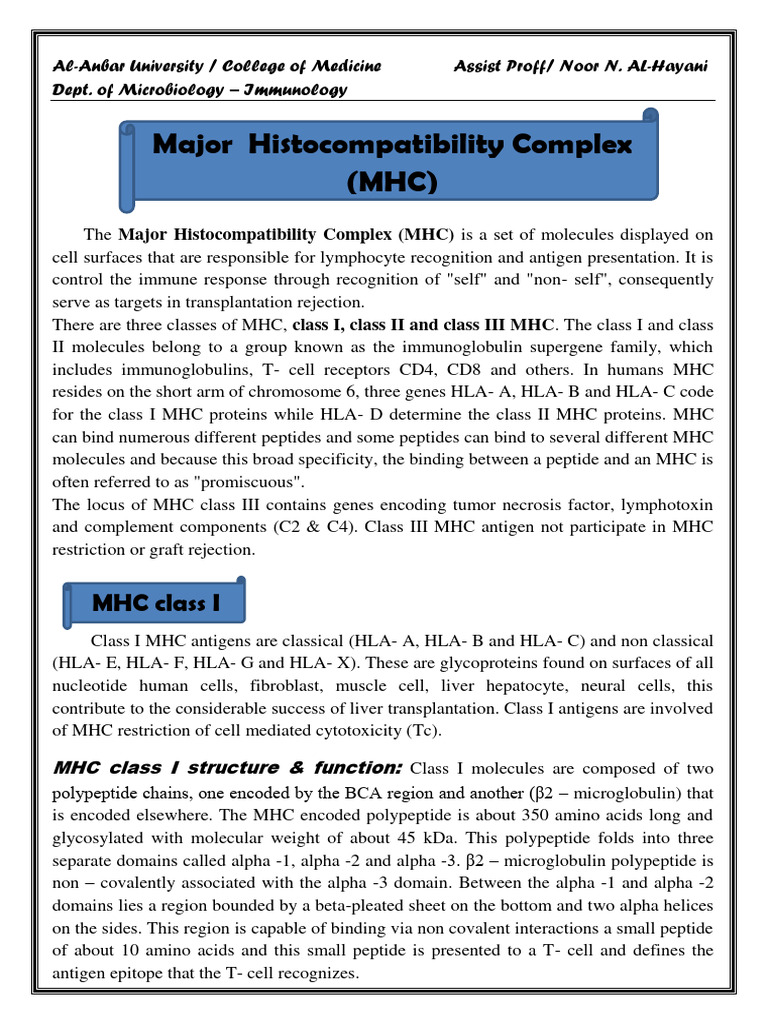 Major Histocompatibility Complex (MHC) | PDF | Major Histocompatibility Complex | Antigen