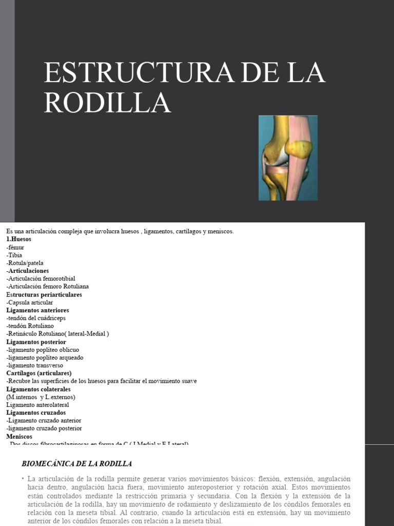 ESTRUCTURA DE LA RODILLA - Exposicion | PDF | Rodilla | Anatomía humana