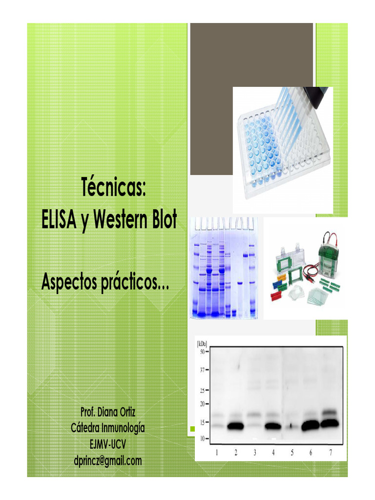 Técnicas ELISA y Western Blot en Inmunología | PDF | Elisa | Blot ...