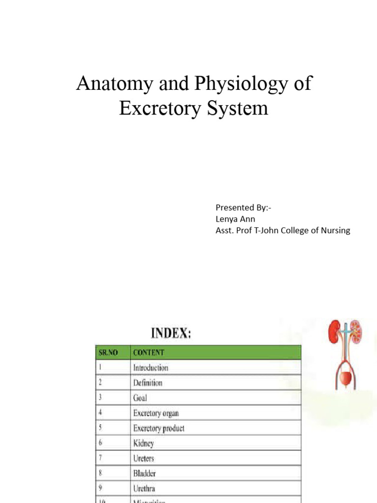 Anatomy and Physiology of Excretory System | PDF