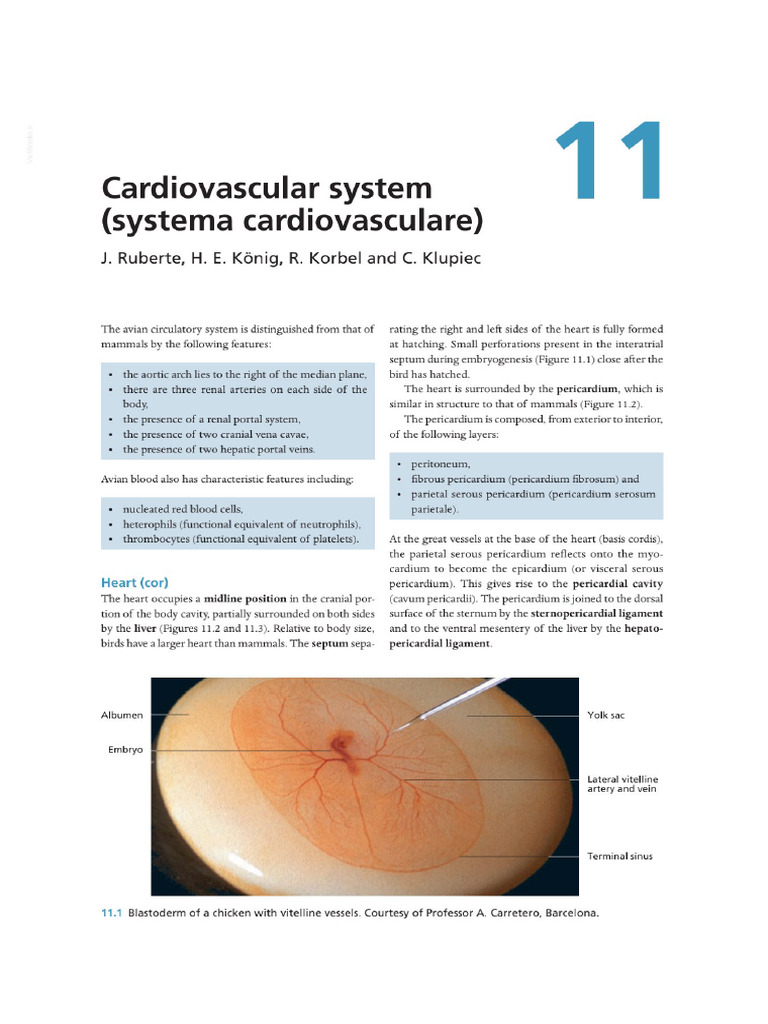 Cardiovascular System of Chicken | PDF
