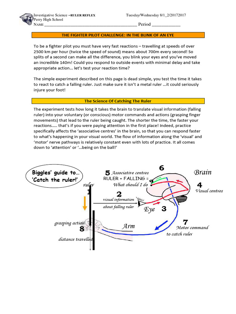 Ruler Reflex Inquiry Lab 2017 | PDF | Experiment | Mental Chronometry